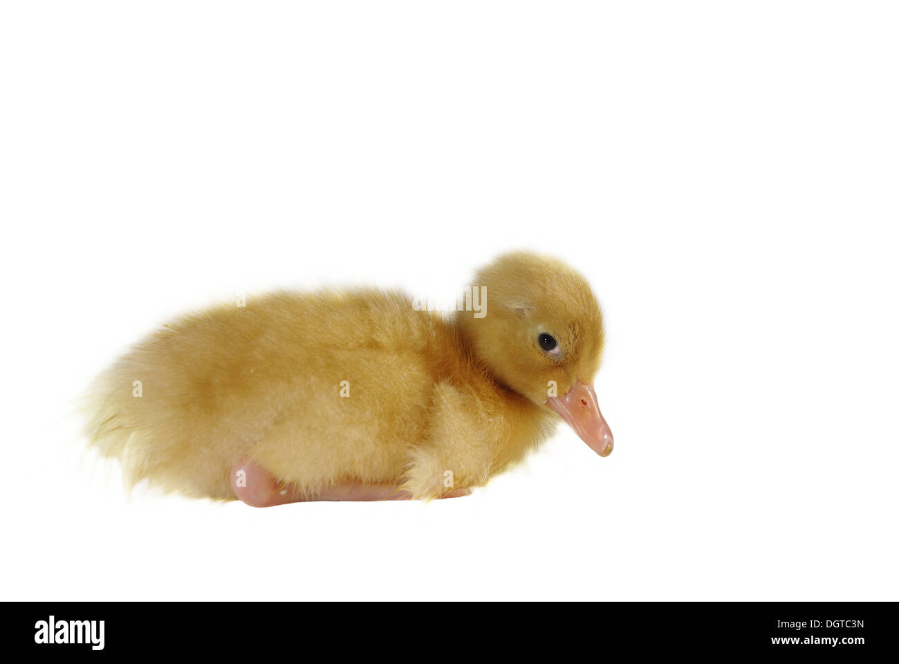small yellow duck on white background Stock Photo - Alamy