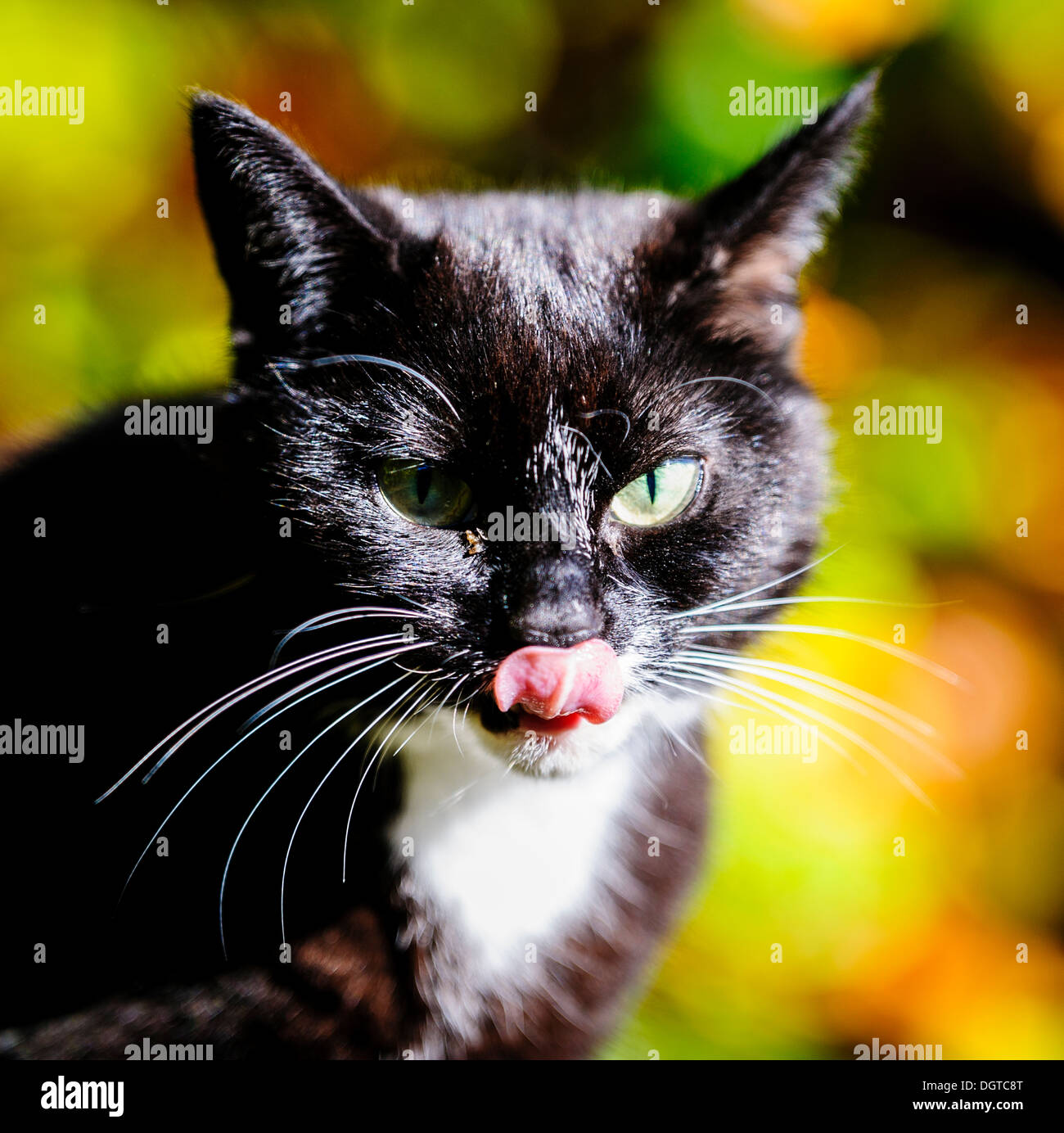 Black cat portrait Stock Photo - Alamy