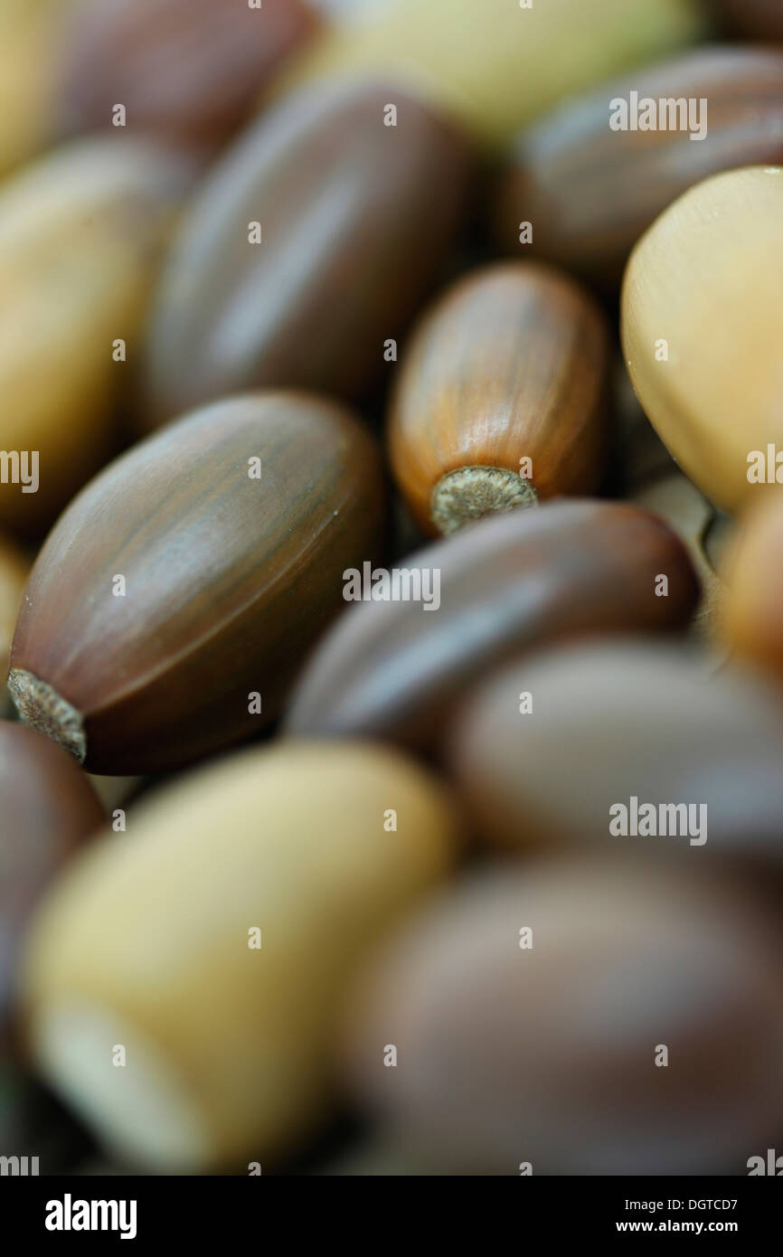 Acorn nuts hi-res stock photography and images - Alamy