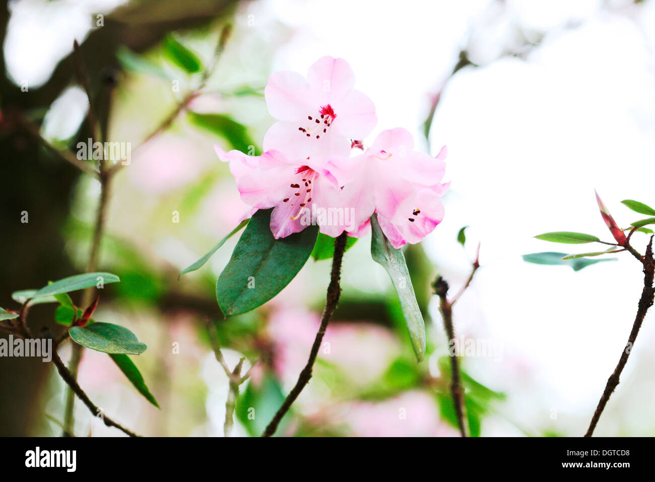 glorious spring azalea Jane Ann Butler Photography JABP1037 Stock Photo ...