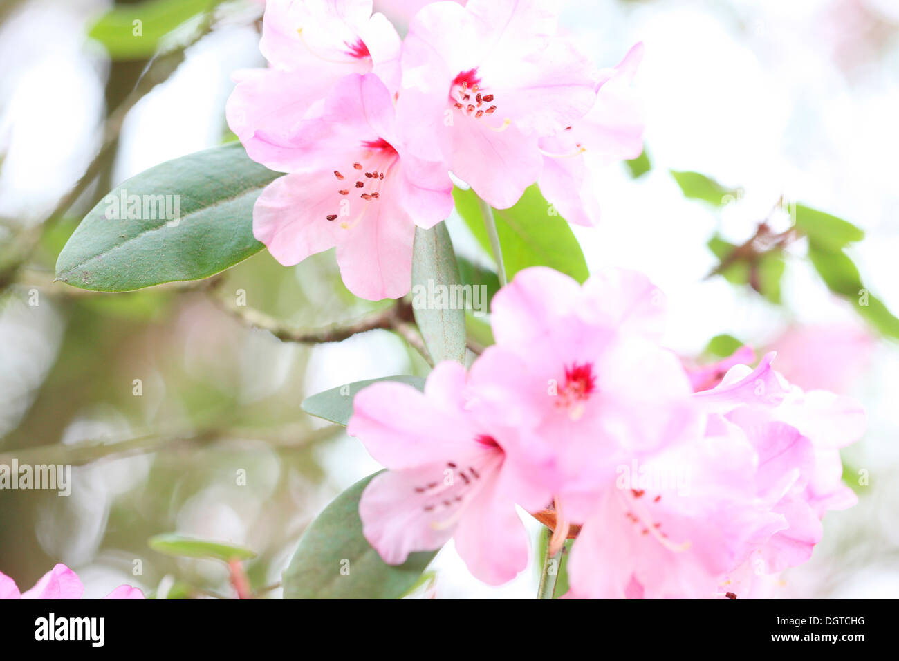 glorious spring azalea Jane Ann Butler Photography JABP1036 Stock Photo ...
