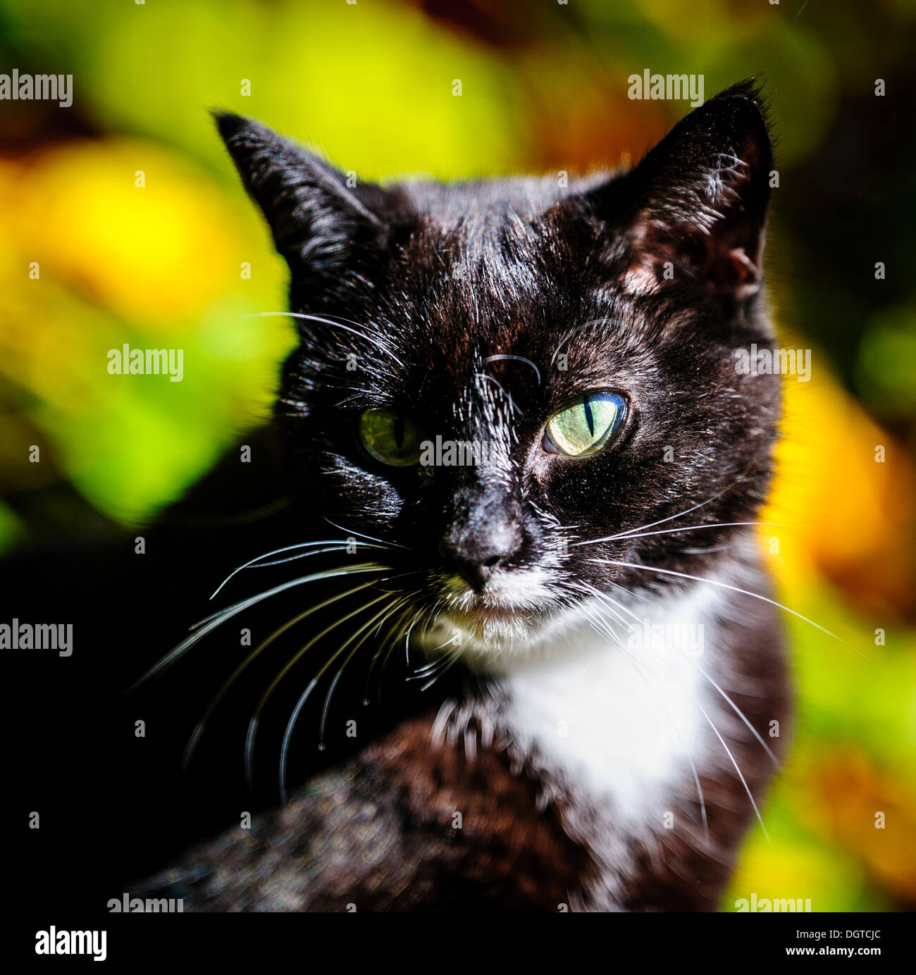 Black cat portrait Stock Photo - Alamy