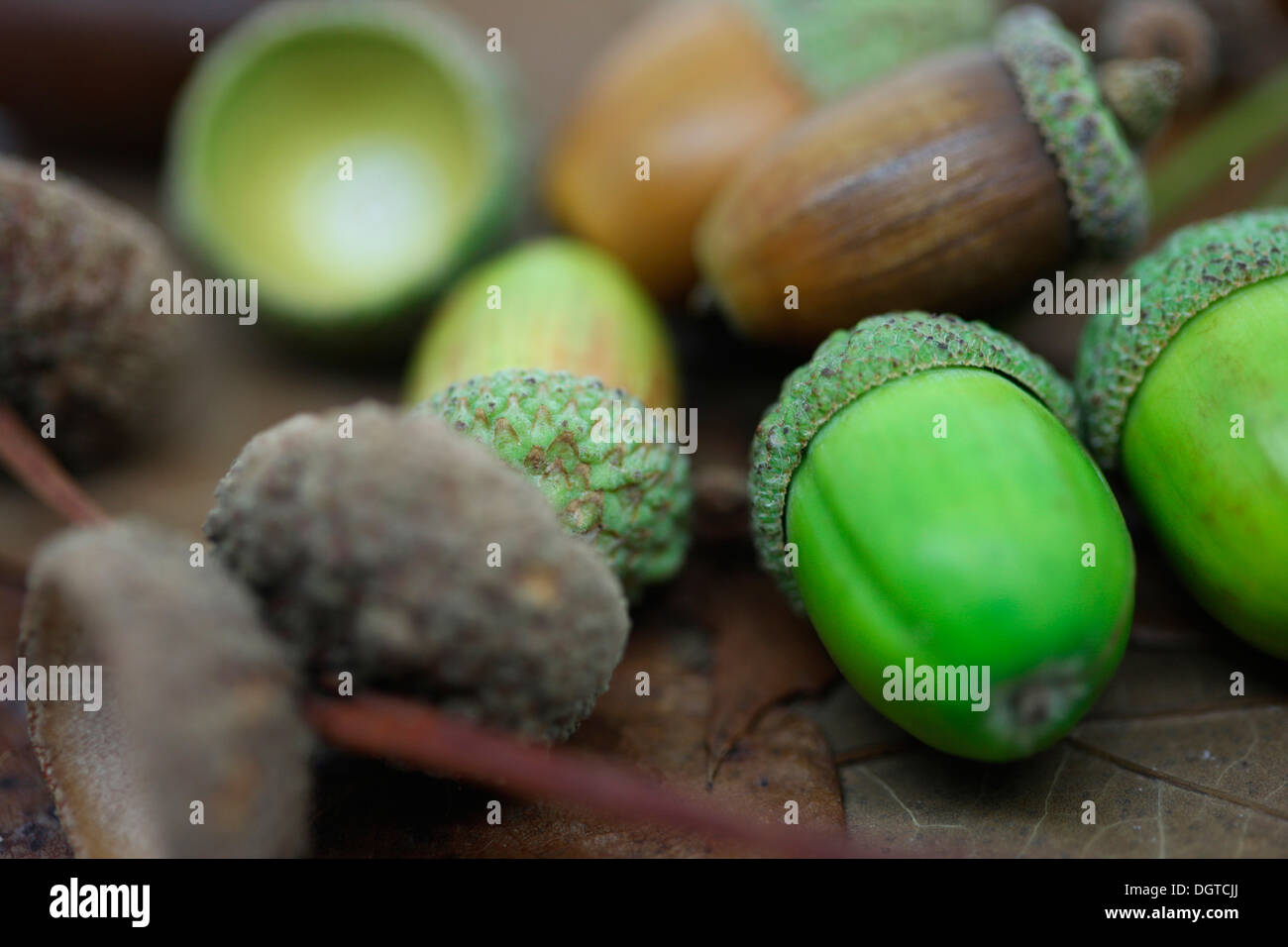 beautiful selection of acorns, fresh green, in caps, empty caps Jane ...