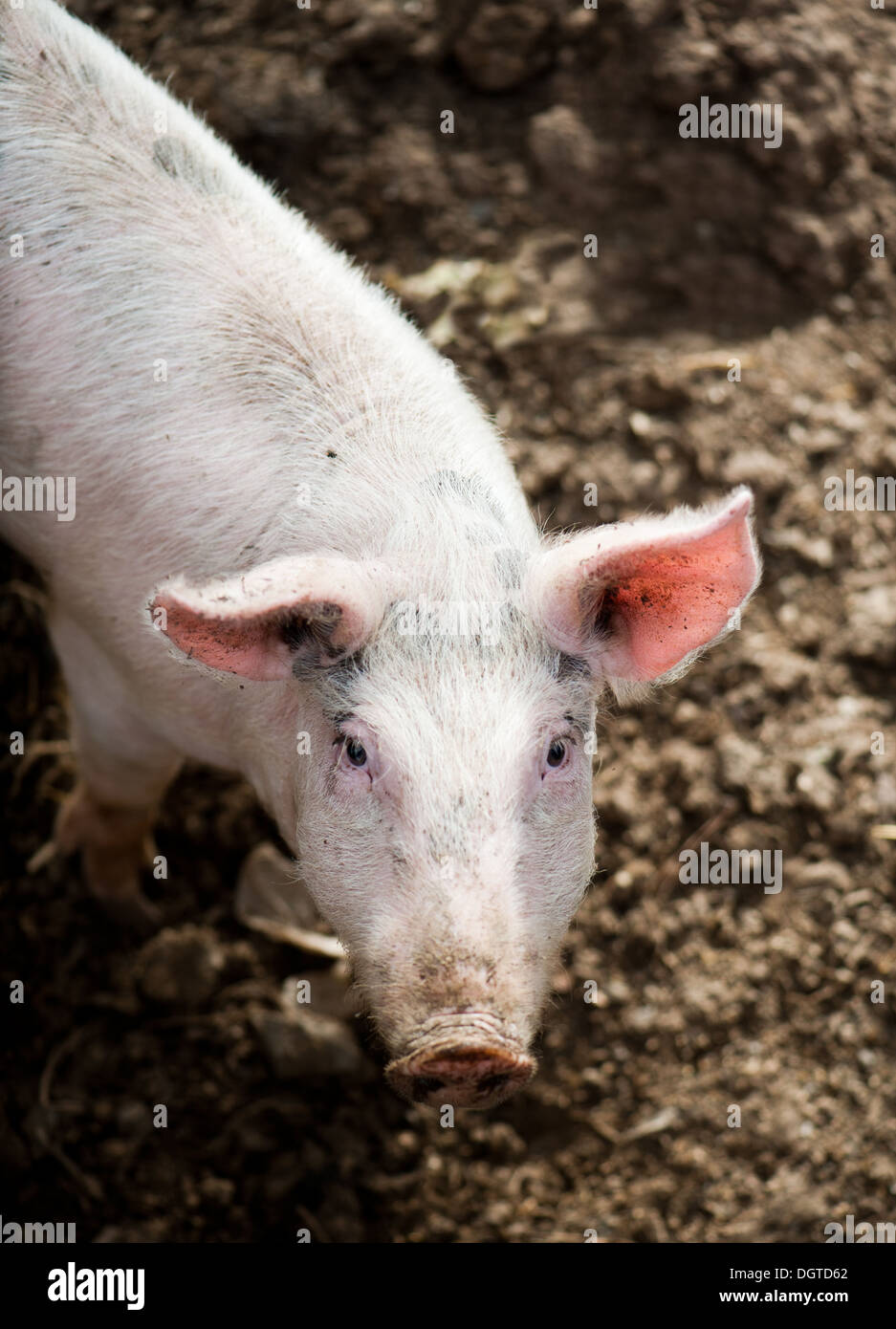 One little pig in a pigsty for breeding pigs Stock Photo - Alamy