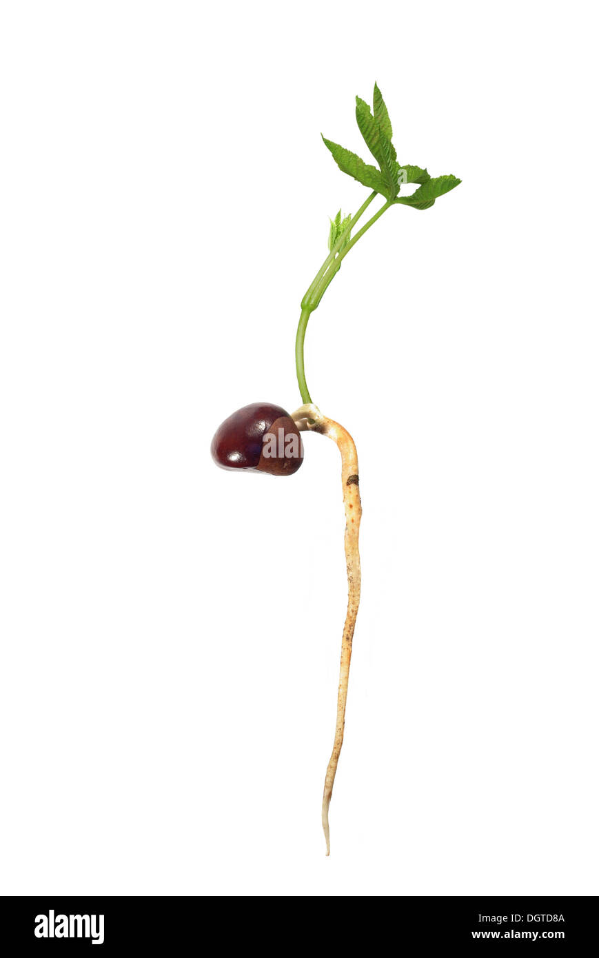 germinating chestnut on white background Stock Photo - Alamy