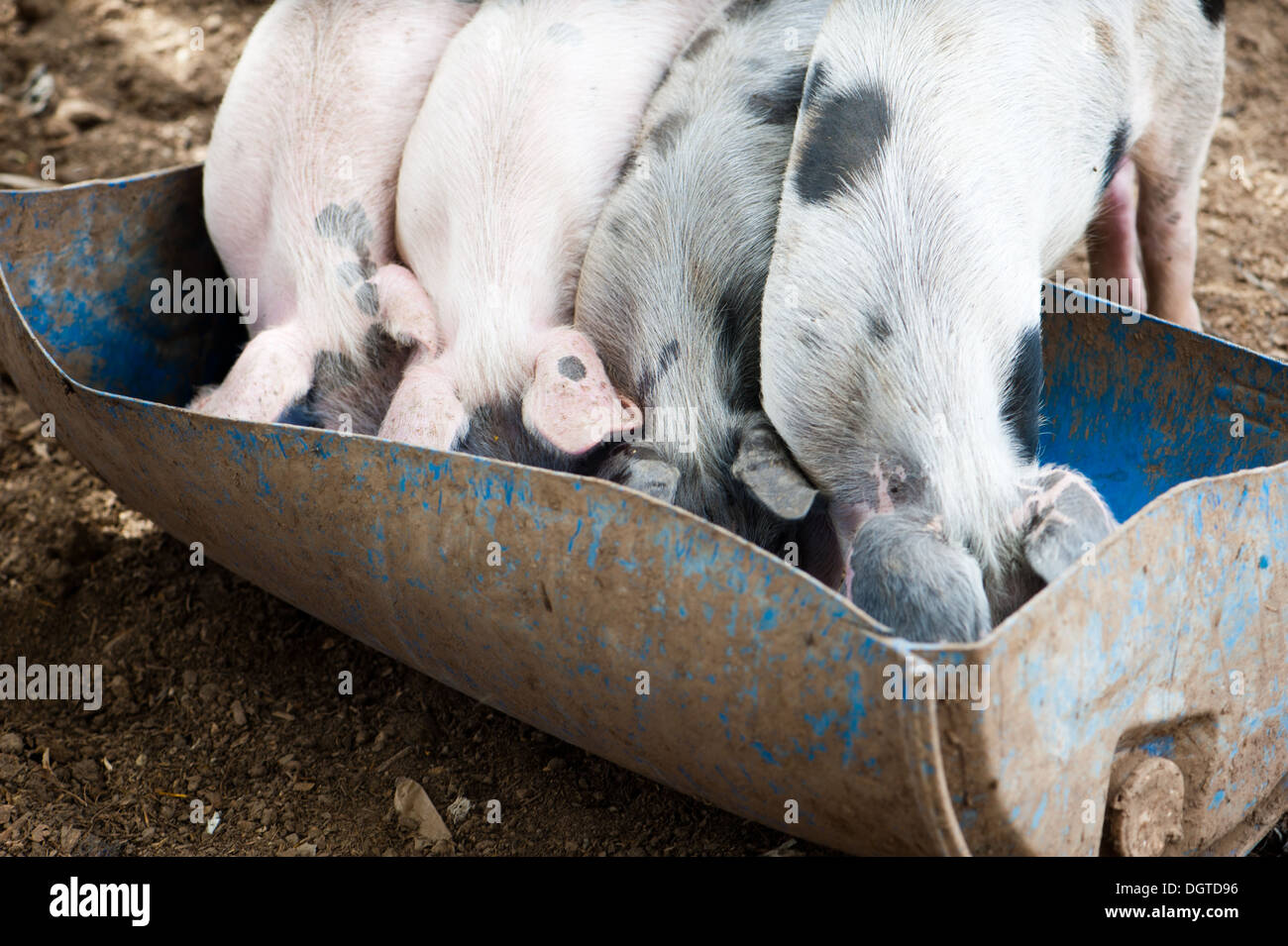 Four little pigs hi-res stock photography and images - Alamy