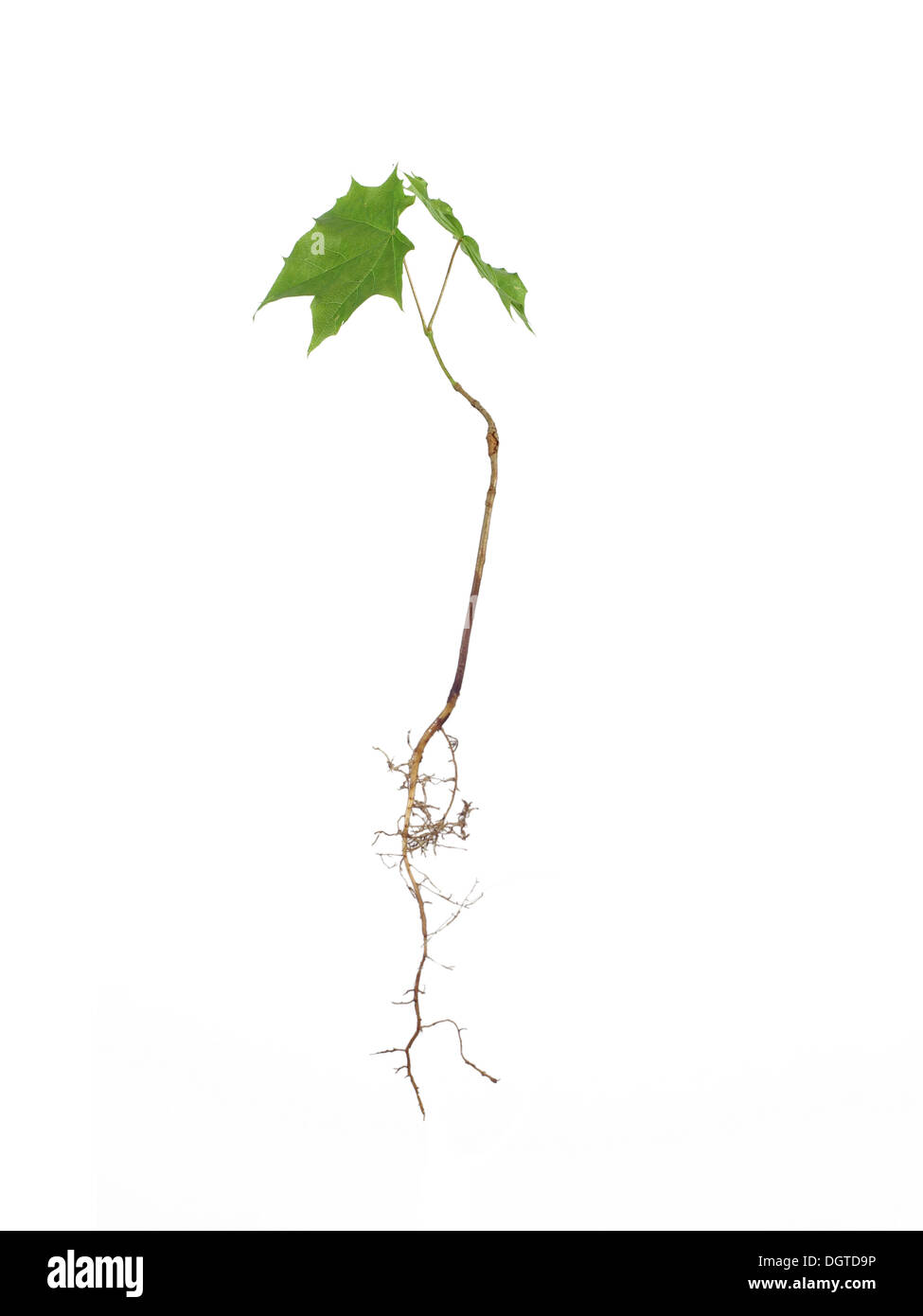 small maple from roots on white background Stock Photo - Alamy