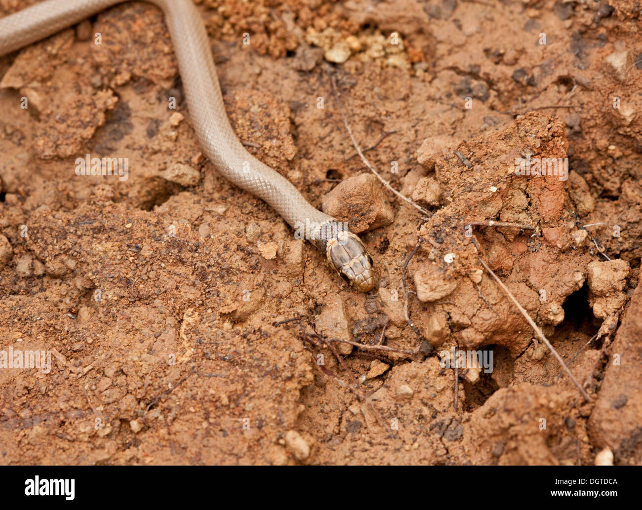 Ring-headed Dwarf snake Eirenis modestus on bare ground near its burrow ...