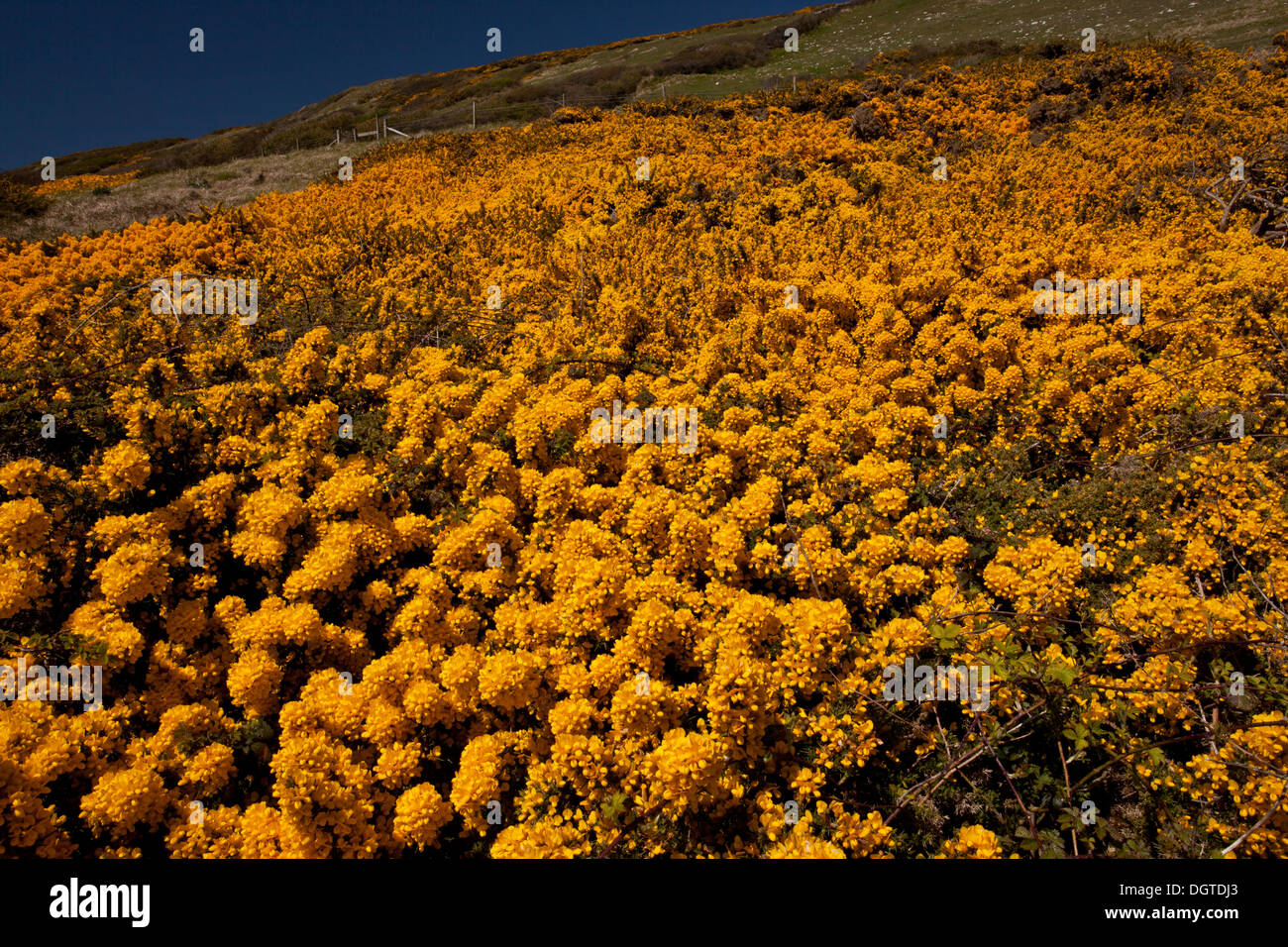 Invasive gorse scrub hi-res stock photography and images - Alamy