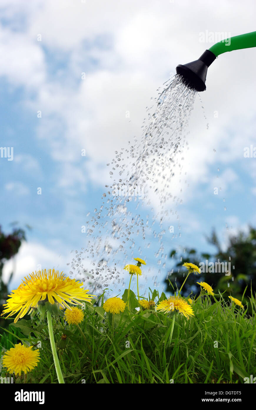 Watering can pouring water on hi-res stock photography and images - Alamy