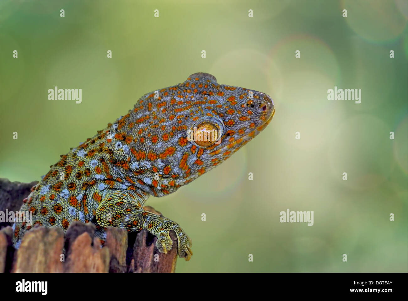 Gecko climbing hi-res stock photography and images - Alamy