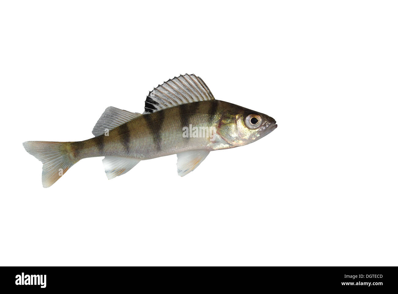 swimming in water predatory perch Stock Photo - Alamy