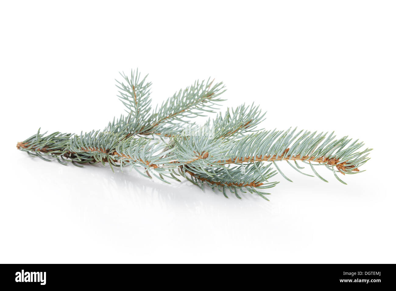 blue spruce twig, isolated on white background Stock Photo - Alamy