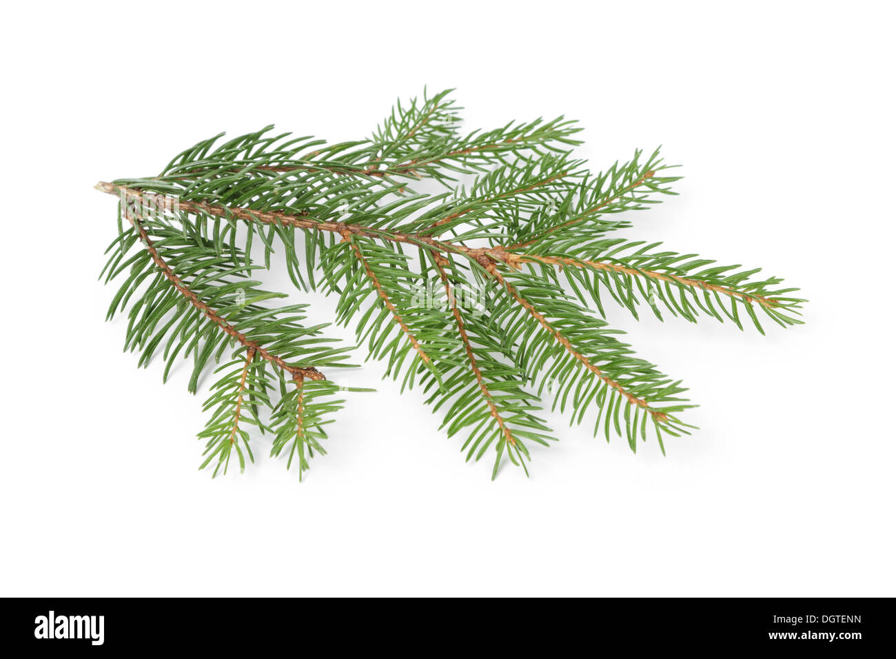 green spruce twig, isolated on white background Stock Photo - Alamy