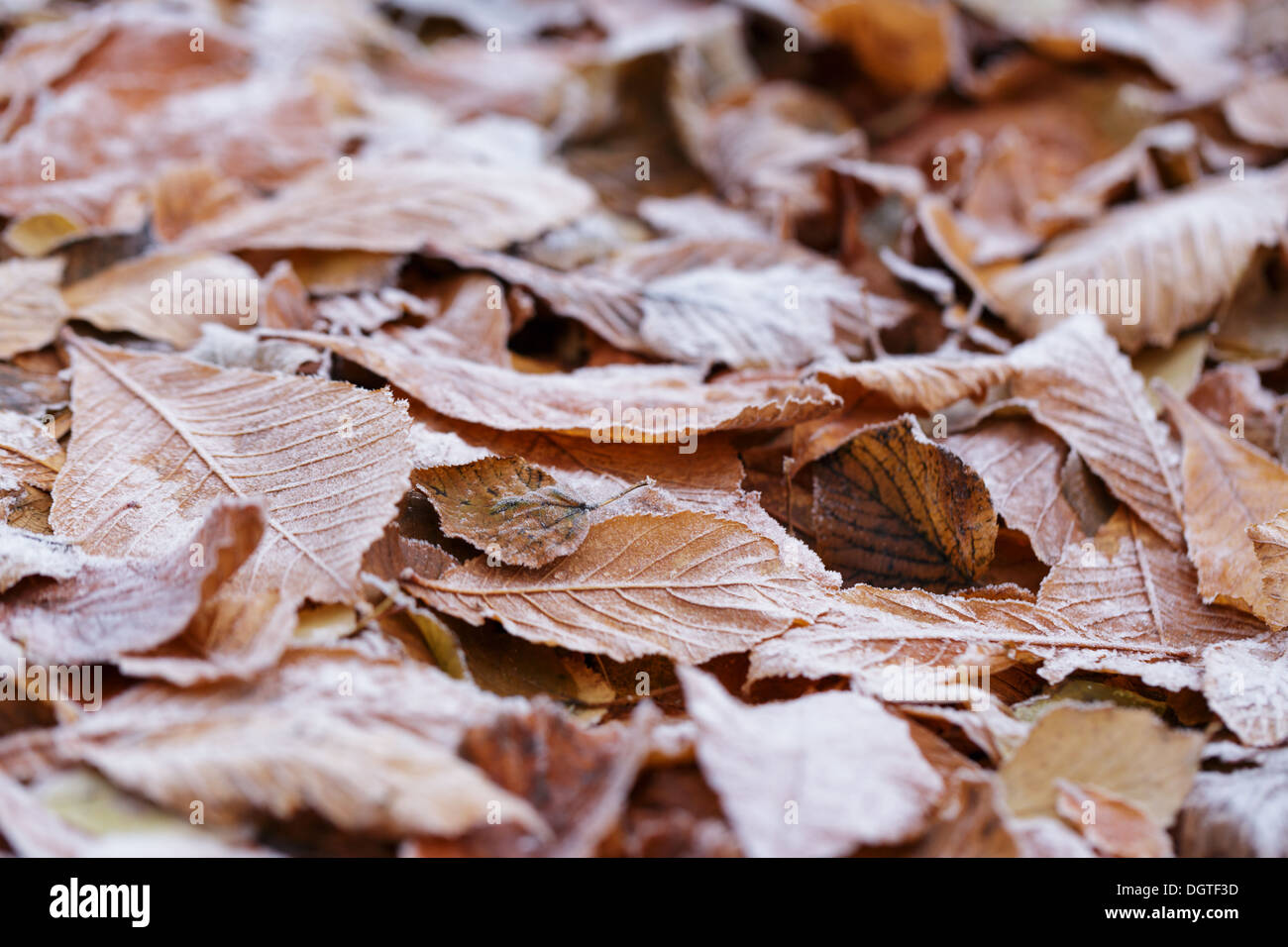 close up photo of frosty chestnut leaves, chilling morning Stock Photo ...