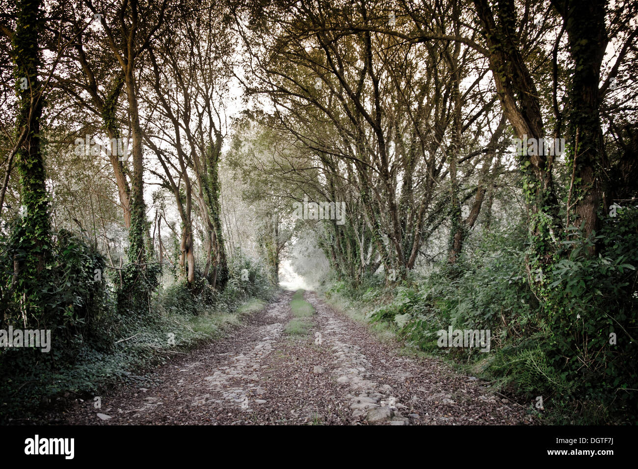 Fall foliage along road hi-res stock photography and images - Alamy