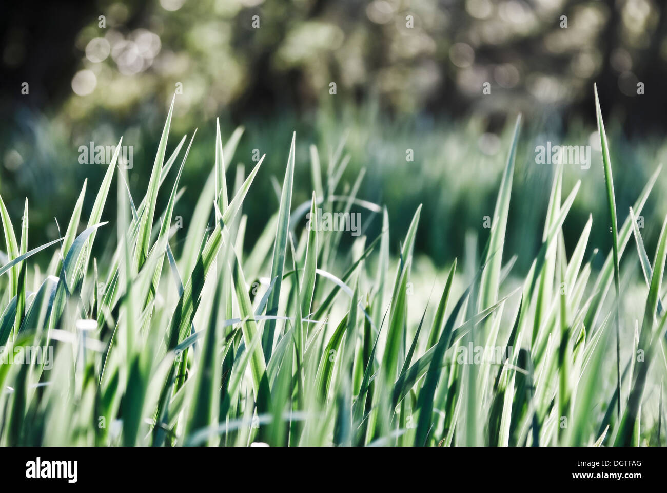Grass in the morning dew. Natural background Stock Photo - Alamy