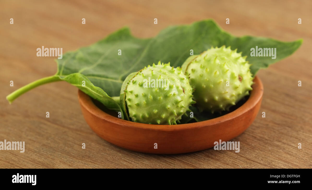 Datura leaf hi-res stock photography and images - Alamy