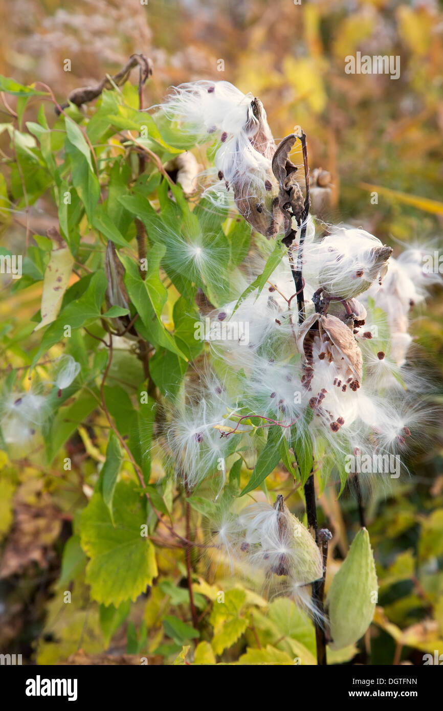 Milkweed pod hi-res stock photography and images - Alamy