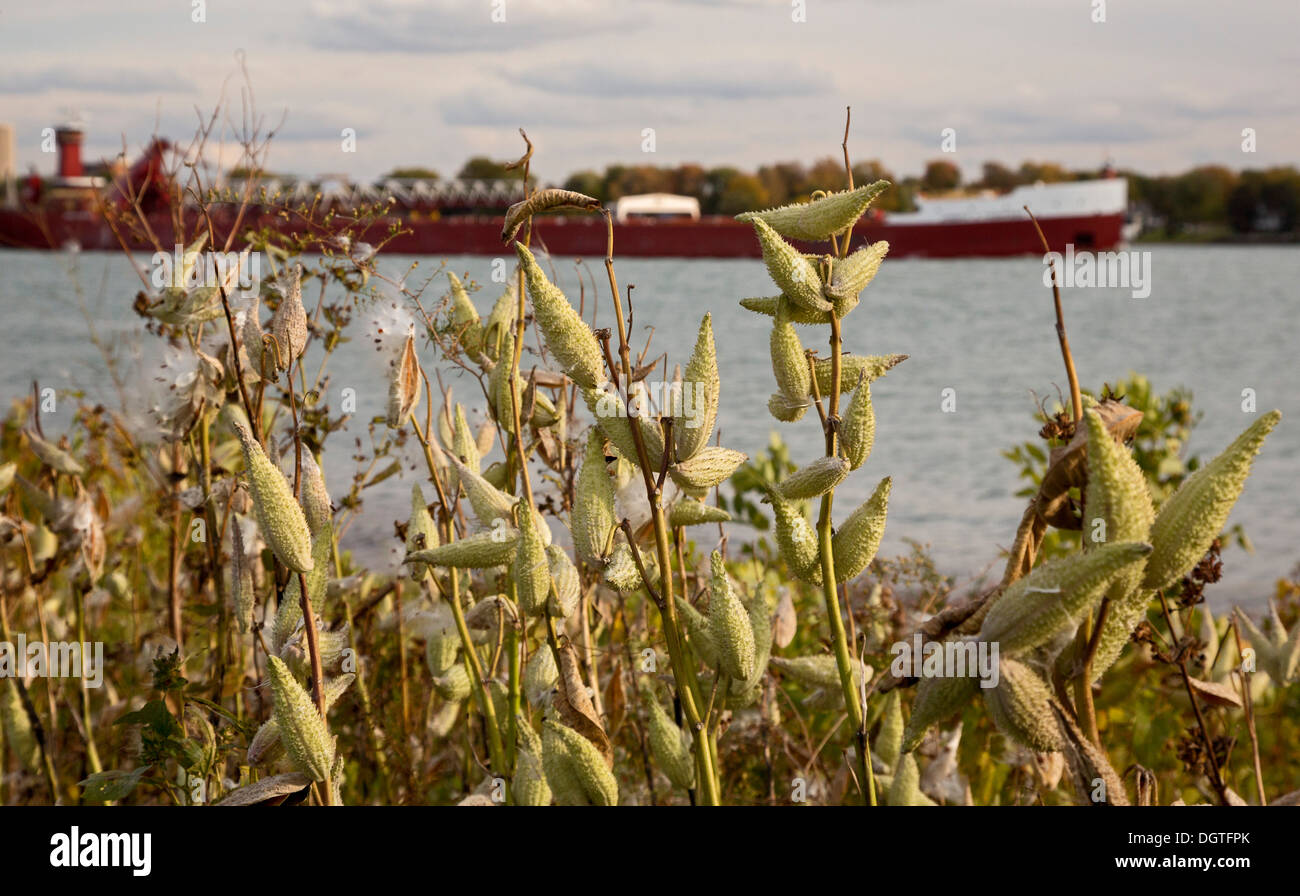 Milkweed seed pods on Belle Isle, a Detroit city park, on the shore of ...