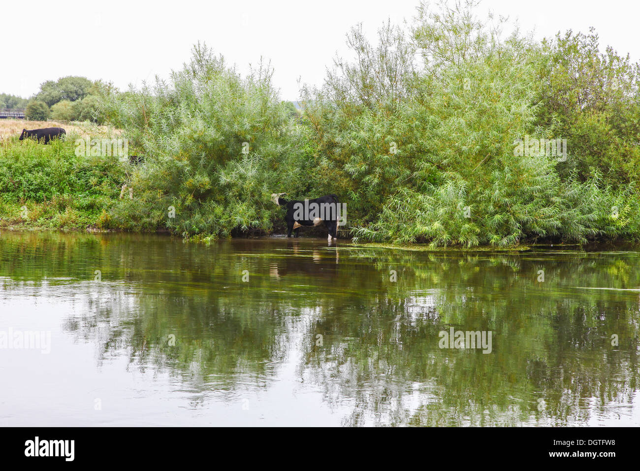 Cow tree hi-res stock photography and images - Alamy