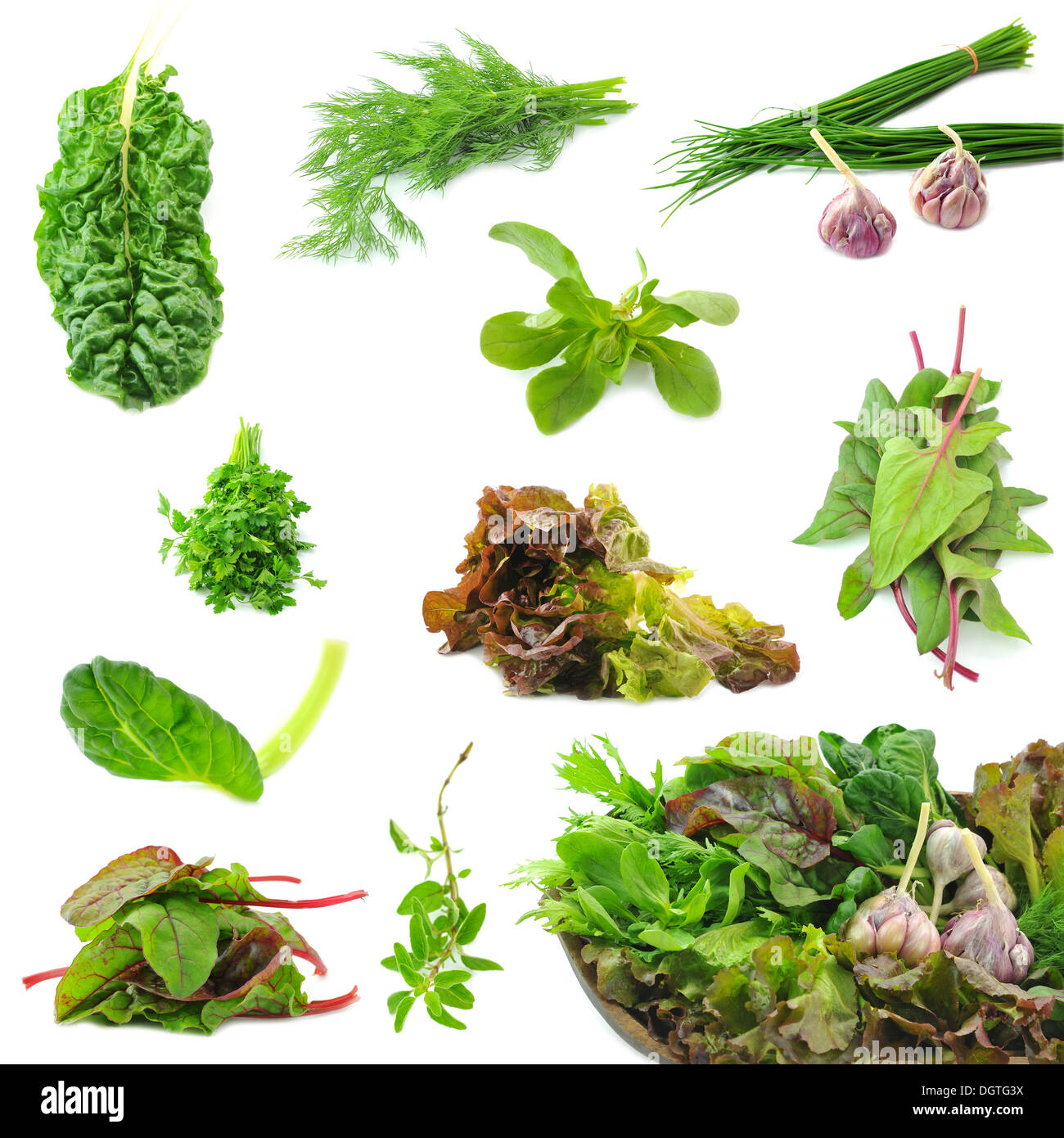 Collection of fresh herbs Stock Photo - Alamy