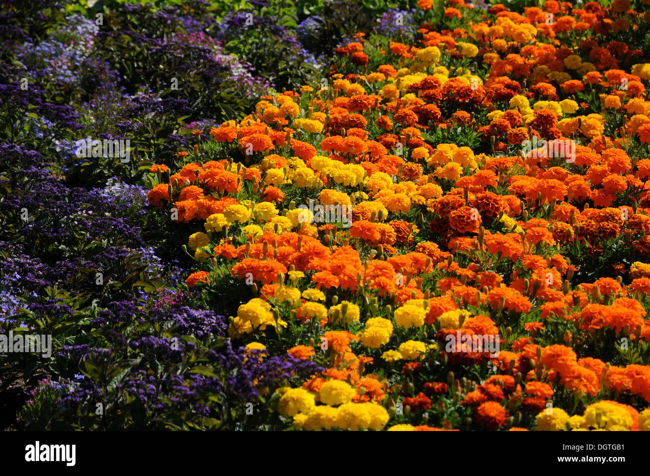 Marigold and pot hi-res stock photography and images - Alamy