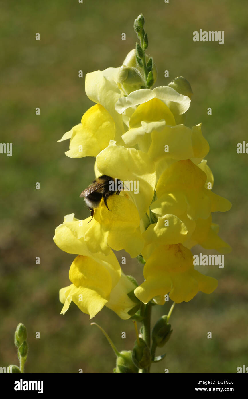 Snapdragon bee hi-res stock photography and images - Alamy
