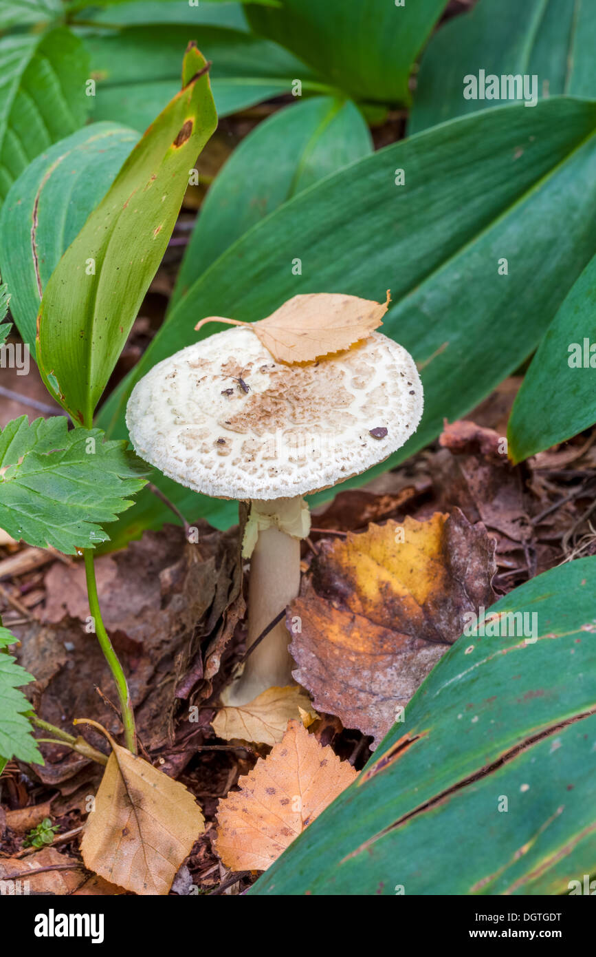 False death cap mushrooms hi-res stock photography and images - Alamy