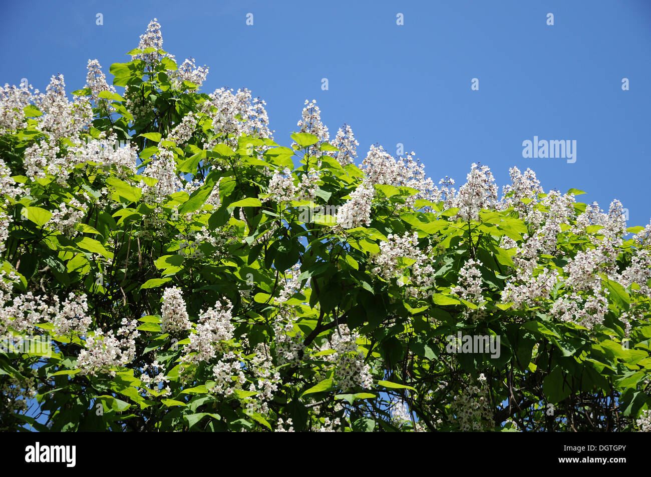 Catalpa tree hi-res stock photography and images - Alamy