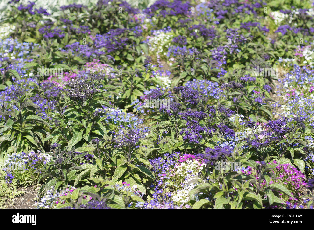 Heliotrope arborescens hi-res stock photography and images - Alamy