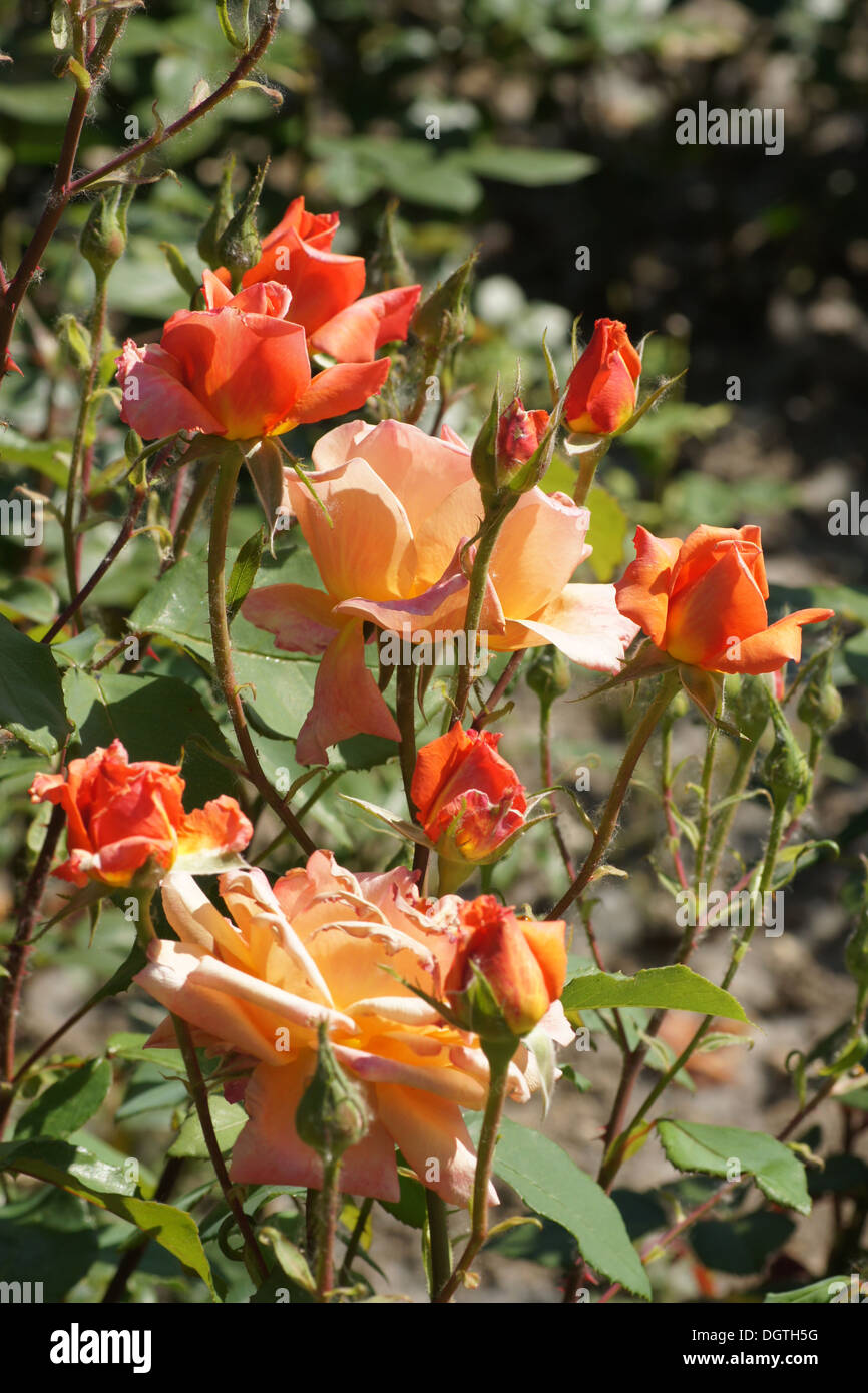 Gitte hi-res stock photography and images - Alamy