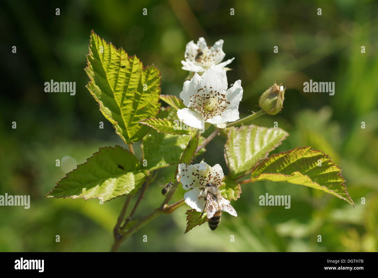 Raspberry blossom hi-res stock photography and images - Alamy