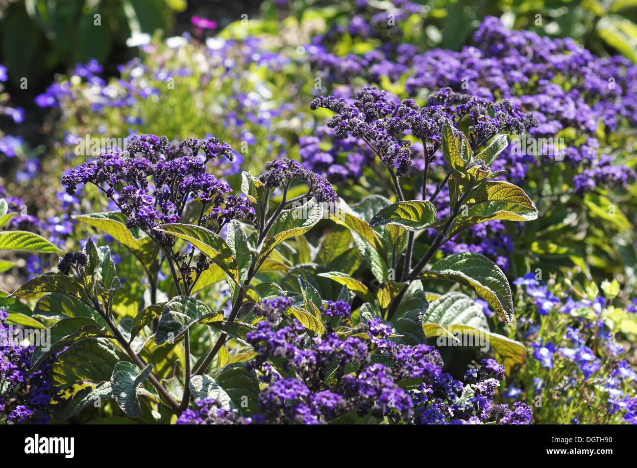 Heliotrope arborescens hi-res stock photography and images - Alamy