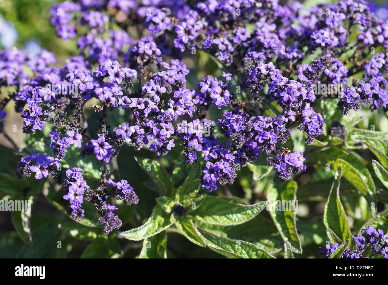 Heliotrope arborescens hi-res stock photography and images - Alamy