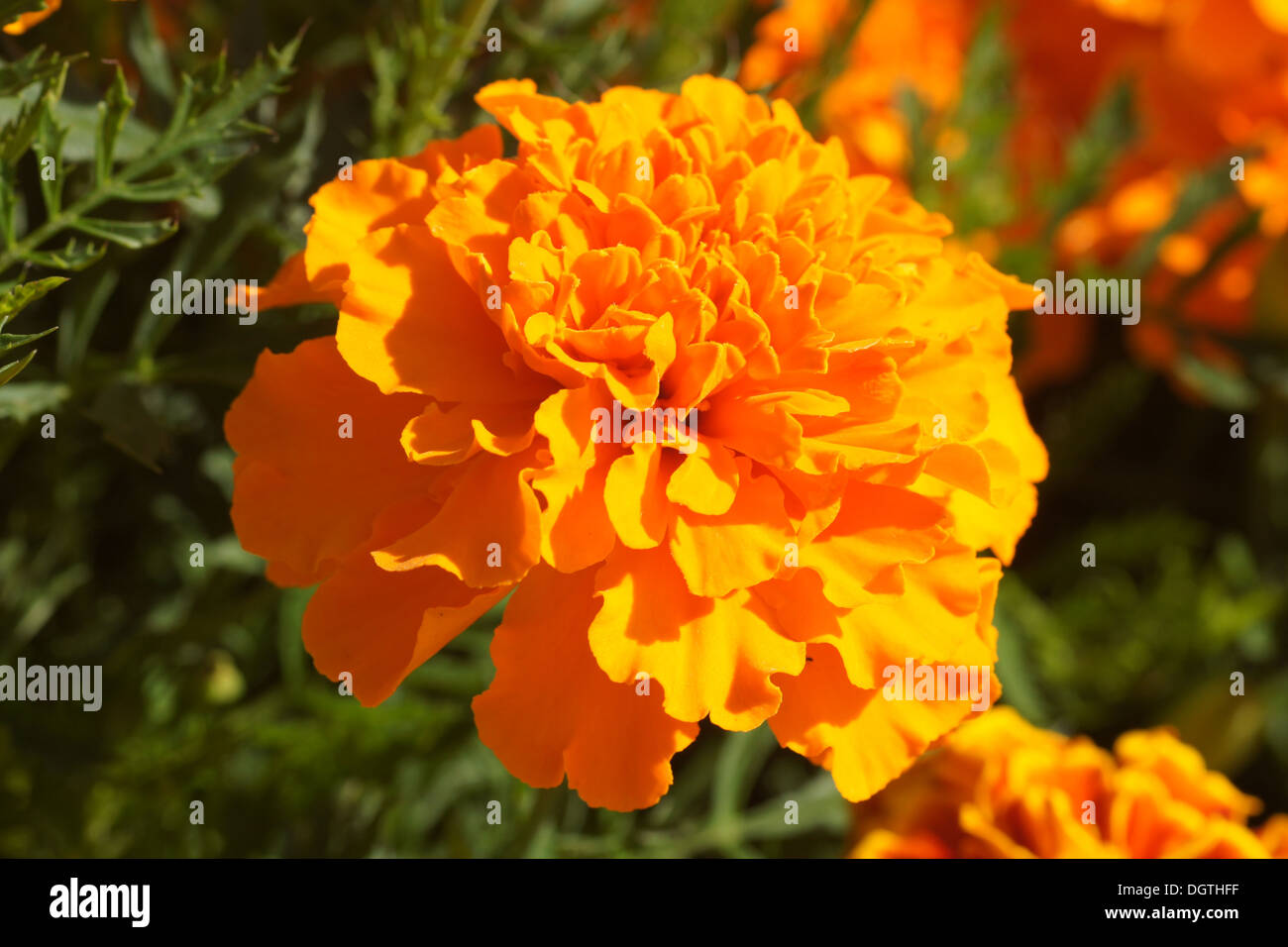 Marigold hi-res stock photography and images - Alamy