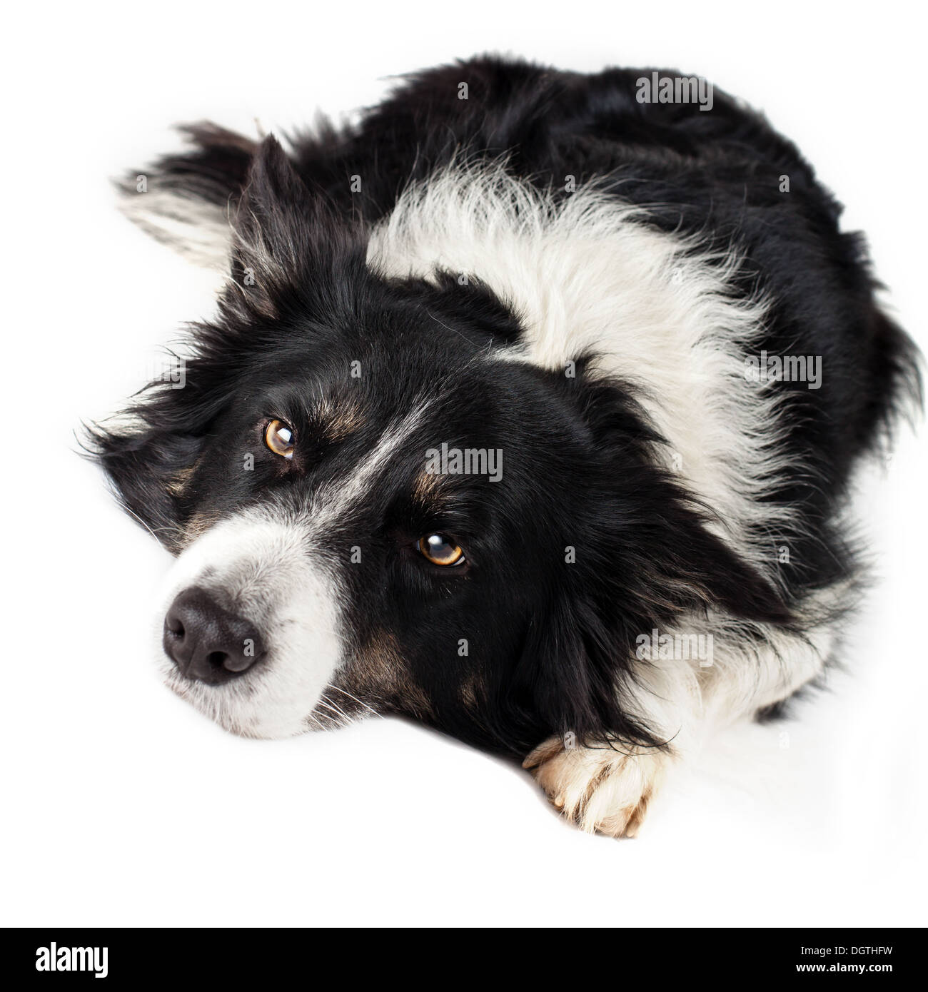border-collie resting in studio Stock Photo - Alamy
