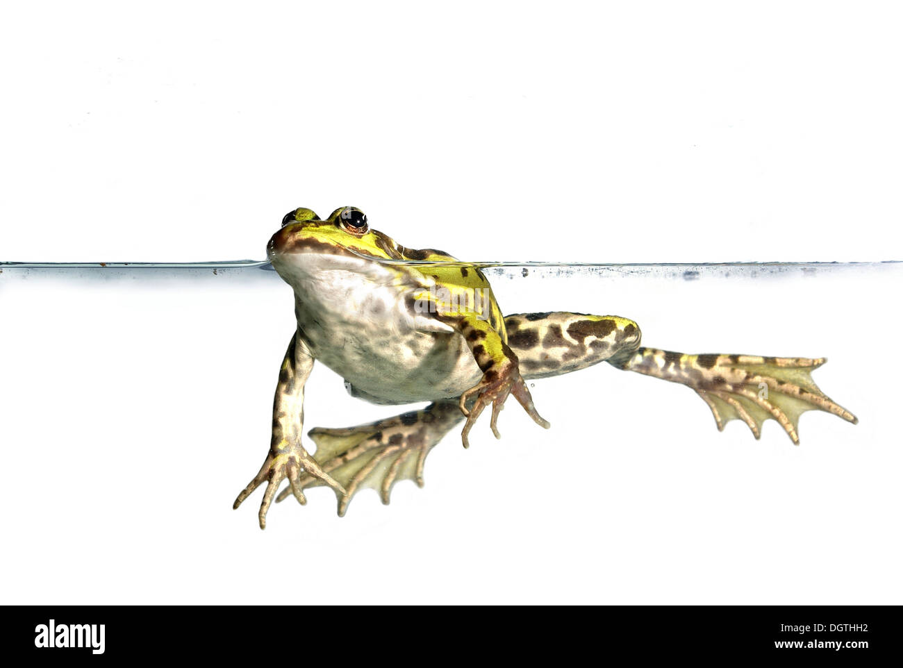 Wildlife and water Cut Out Stock Images & Pictures - Alamy