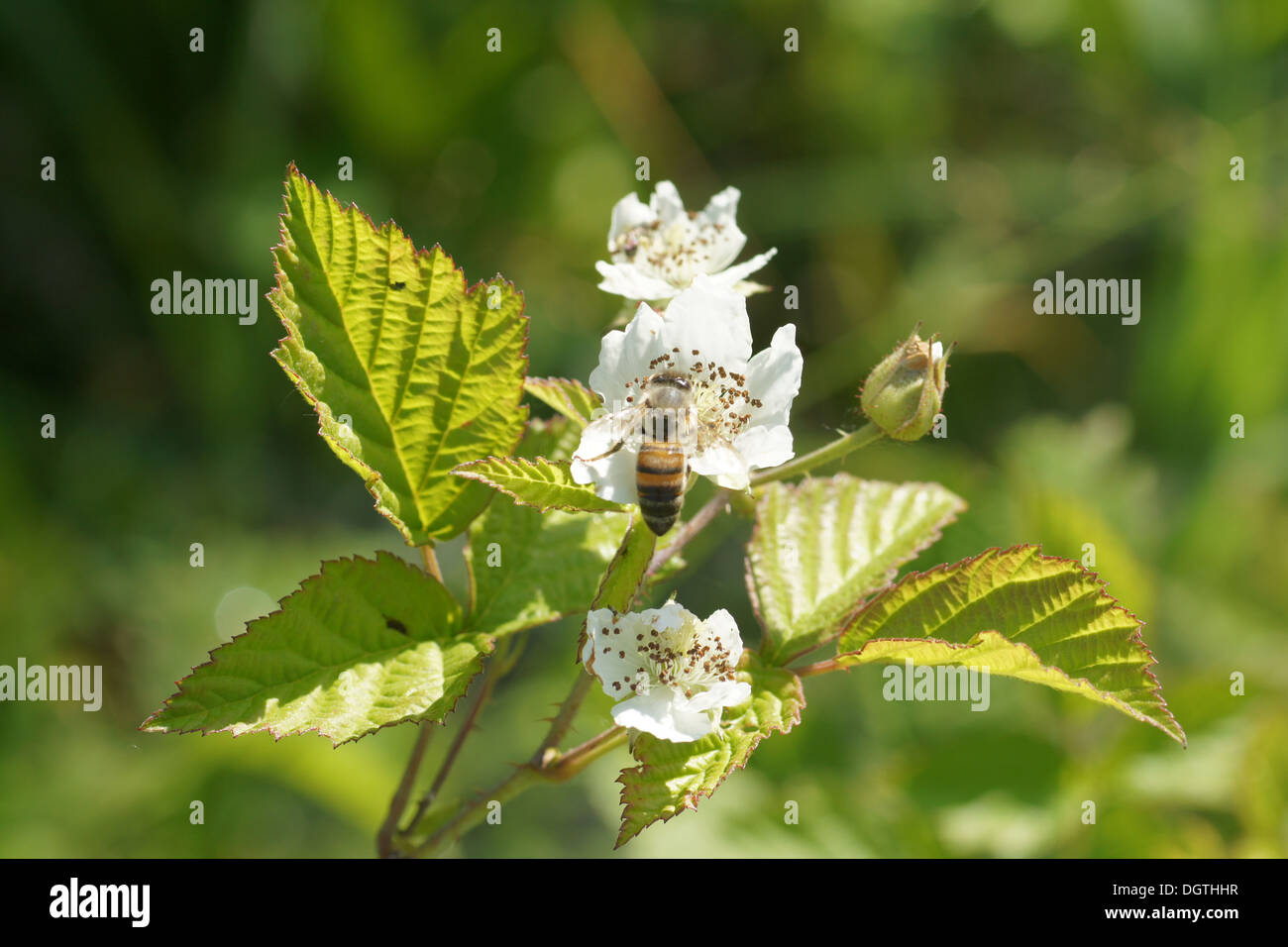 Raspberry bee hi-res stock photography and images - Alamy