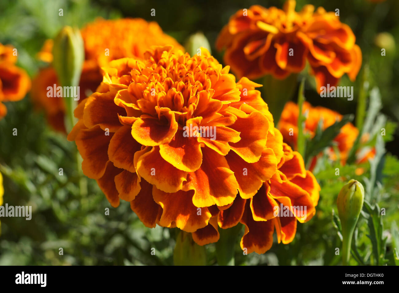 Pot Marigolds Stock Photos & Pot Marigolds Stock Images - Alamy