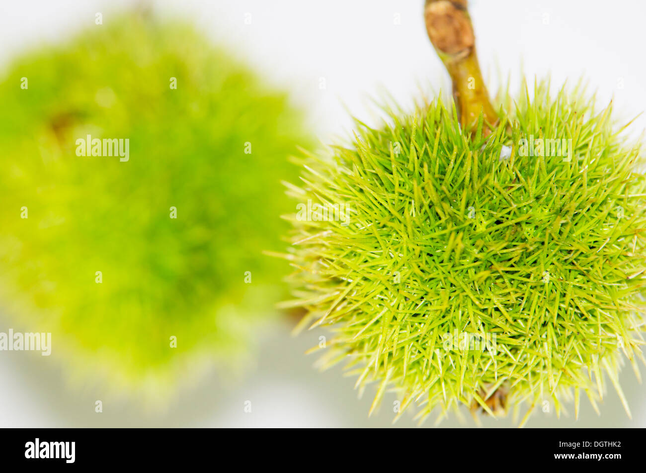 closeup pod with spikes of chestnut Stock Photo - Alamy