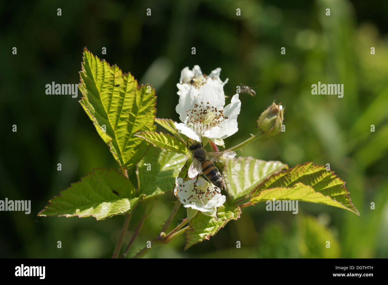 Raspberry bee hi-res stock photography and images - Alamy