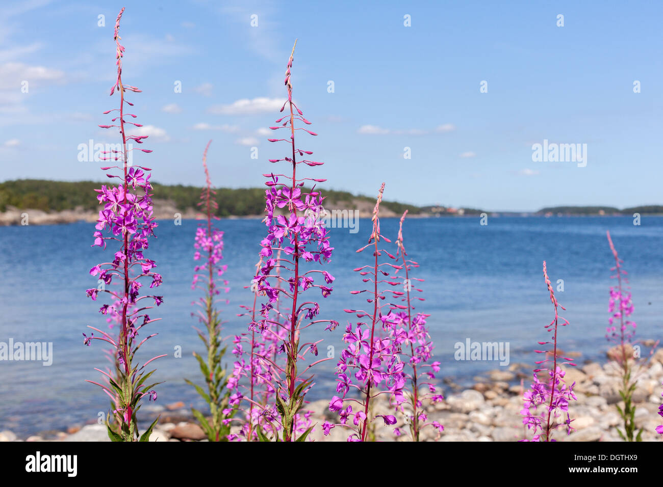 Fireweed by the sea Stock Photo - Alamy