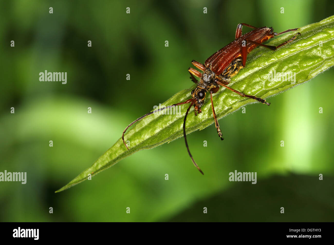 Stenocorus meridianis, Longhorn beetle Stock Photo - Alamy