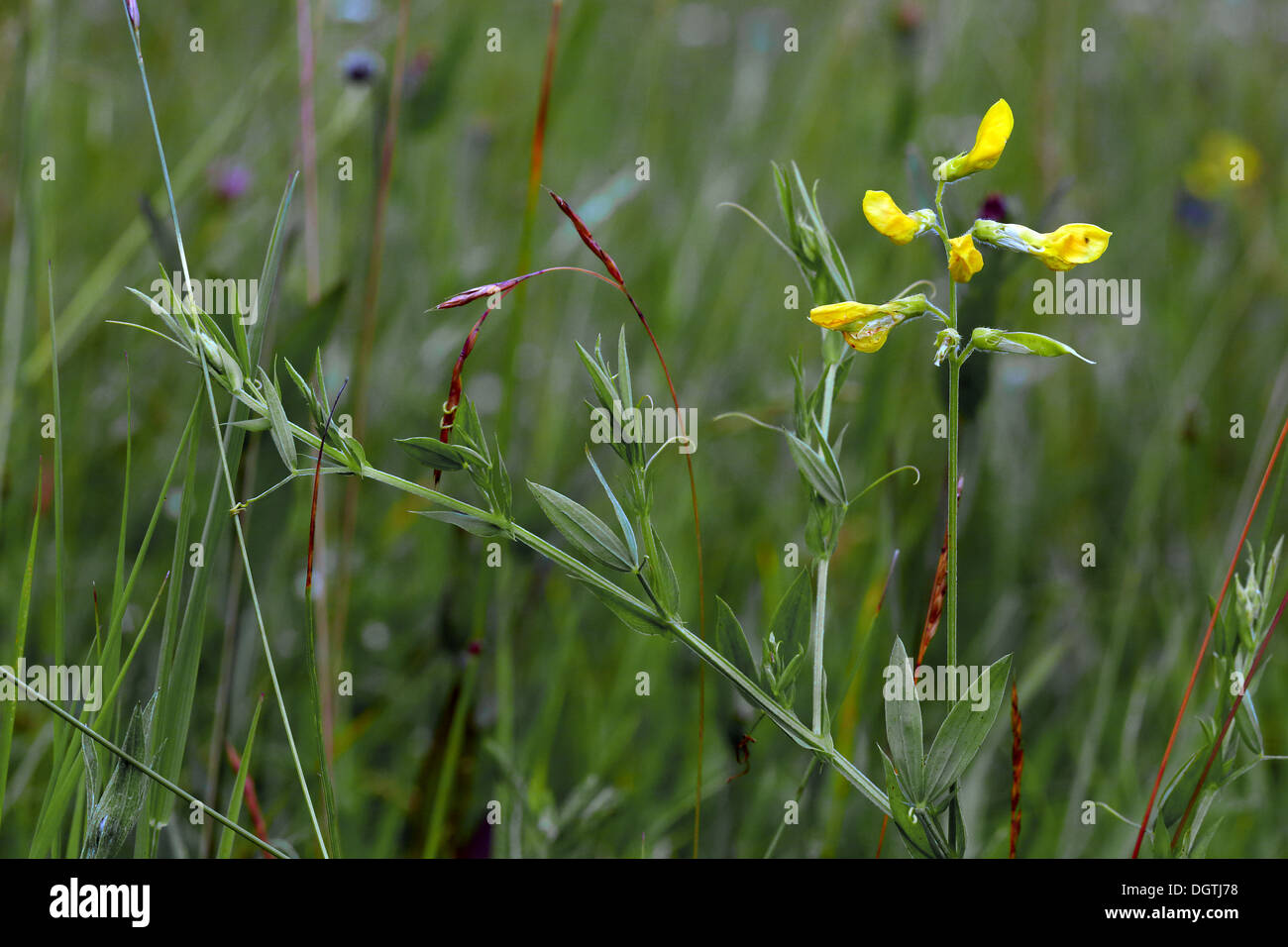Grass vetchling hi-res stock photography and images - Alamy