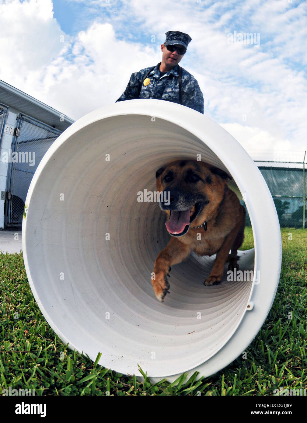 Military working dogs hi-res stock photography and images - Alamy