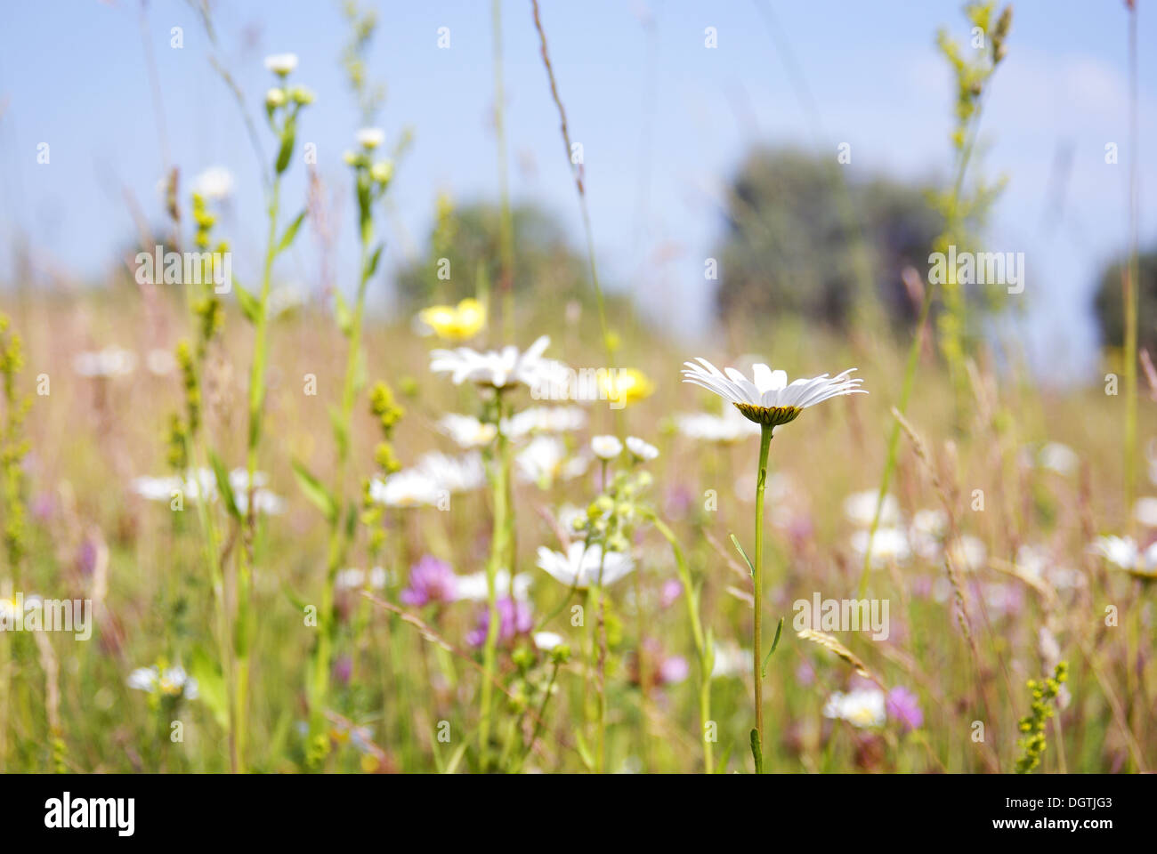 Beautiful natural color image hi-res stock photography and images - Alamy