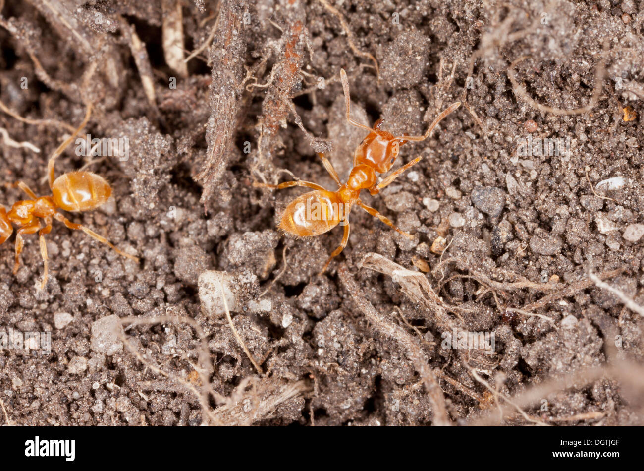 Lasius flavus hi-res stock photography and images - Alamy