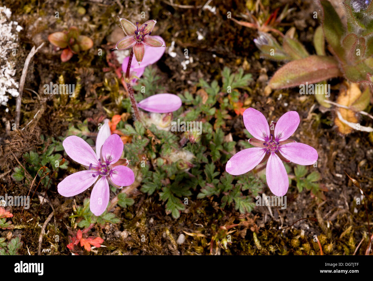 Common Stork's-bill, Erodium cicutarium in flower. Dorset Stock Photo ...