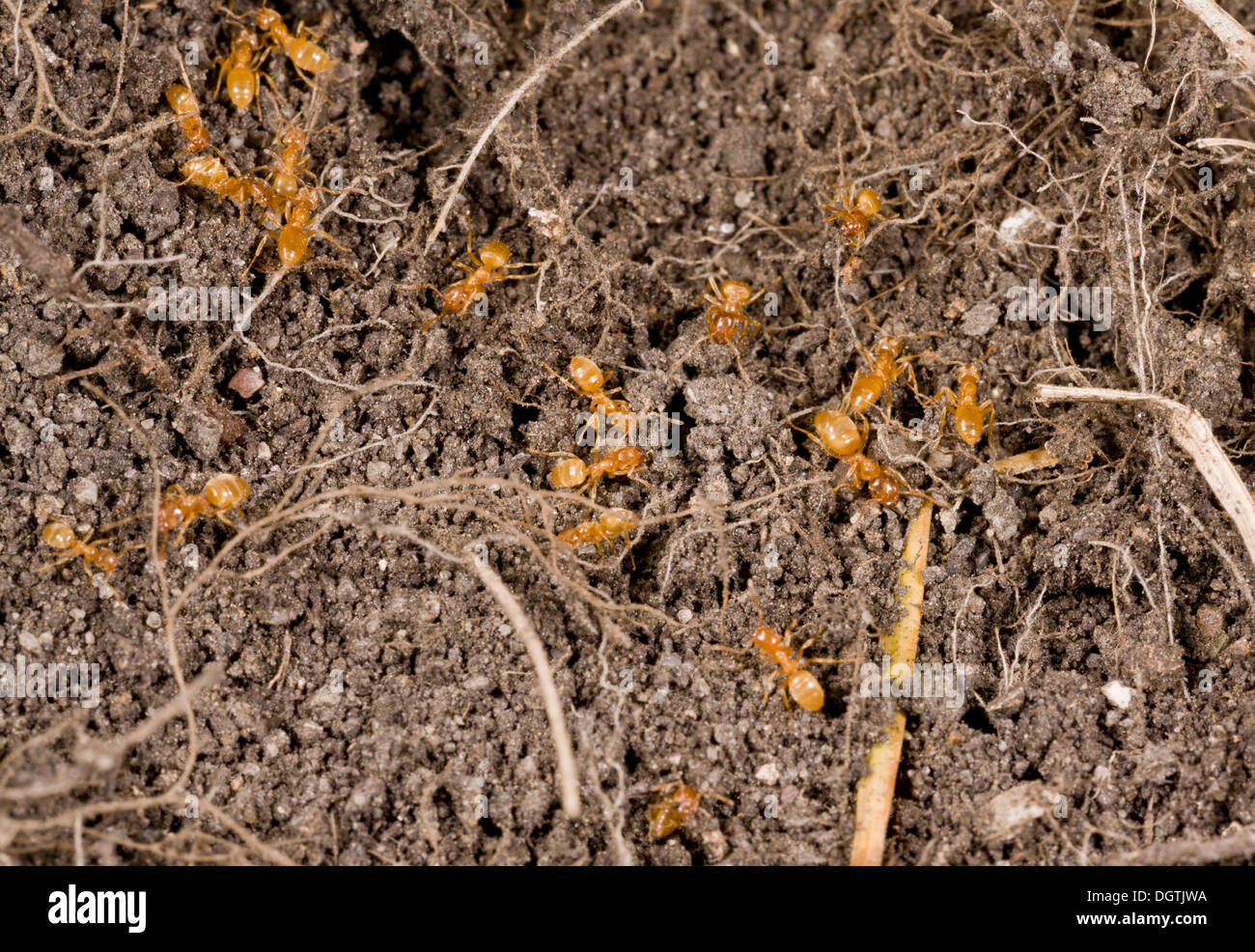 Yellow meadow-ant / Yellow Meadow ant, Lasius flavus. Commonest builder ...